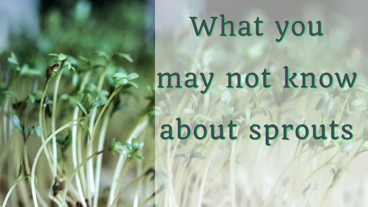 How to use SPROUTS to take care of your health. - YouTube