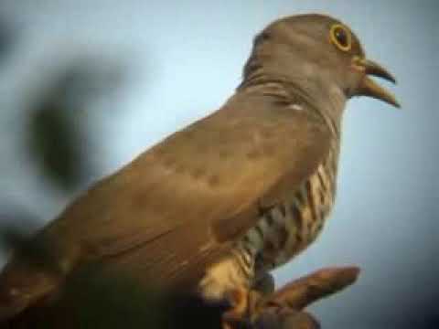 Vishu pakshi-വിഷു പക്ഷി - YouTube