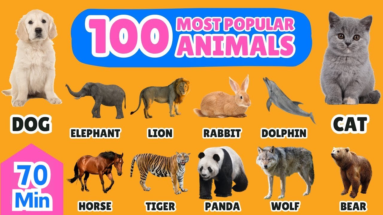 100 Most Popular Animals in the World | English Vocabulary for Kids ...