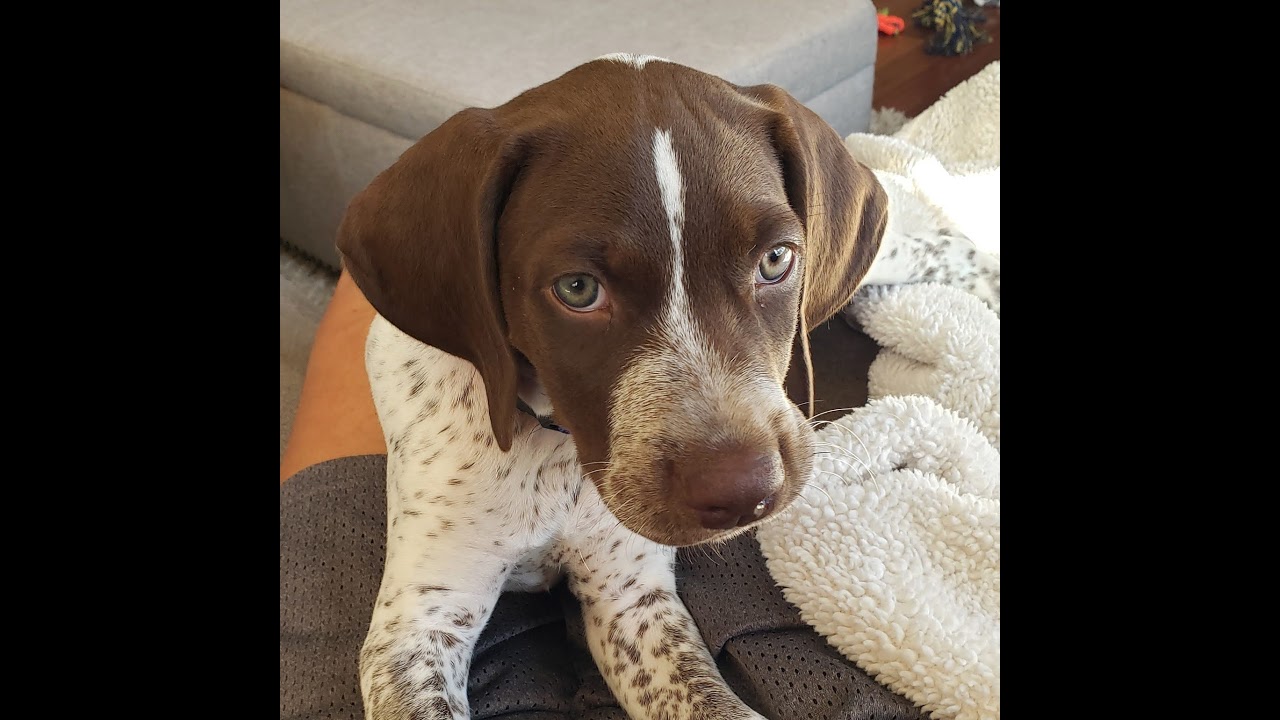 Elizabeth Stephan Live Stream - YouTube