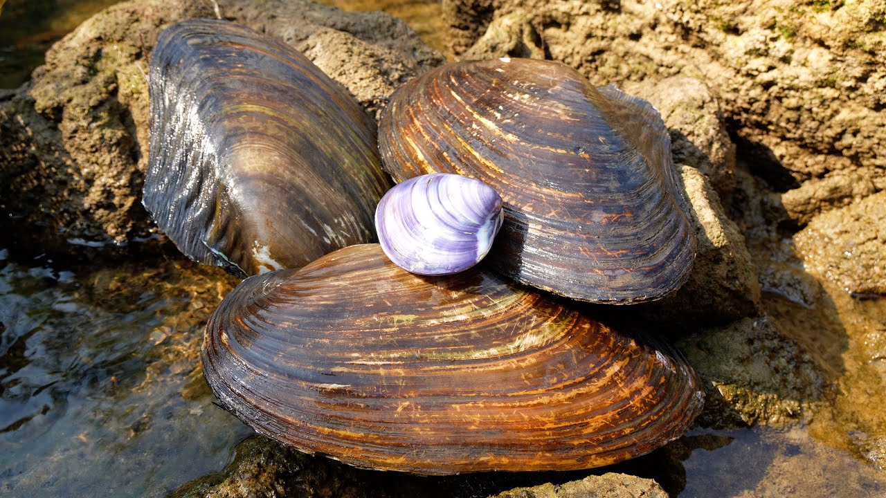 Girls Encounter Wild Mutated River Clams and Appreciate the Beauty and ...