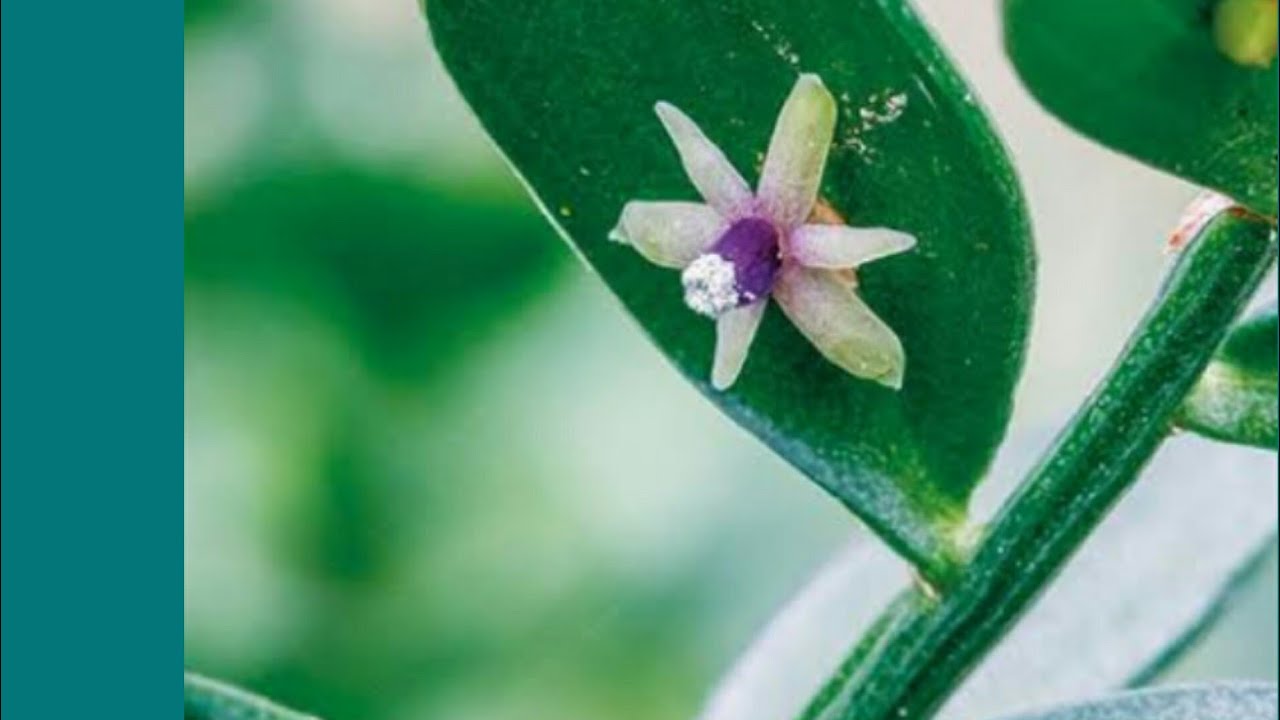 Ruscus-plant care/tips - YouTube