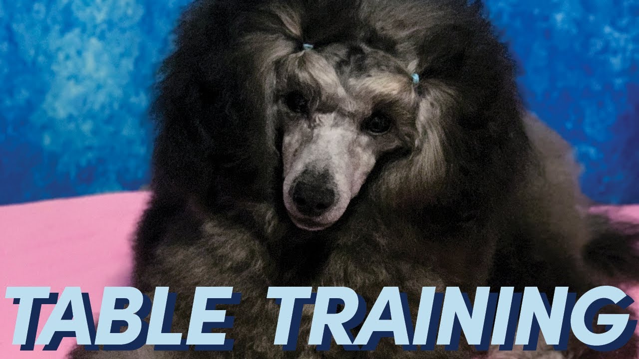 Introducing Your Puppy to Table Training | Puppy Training for Show Dogs ...