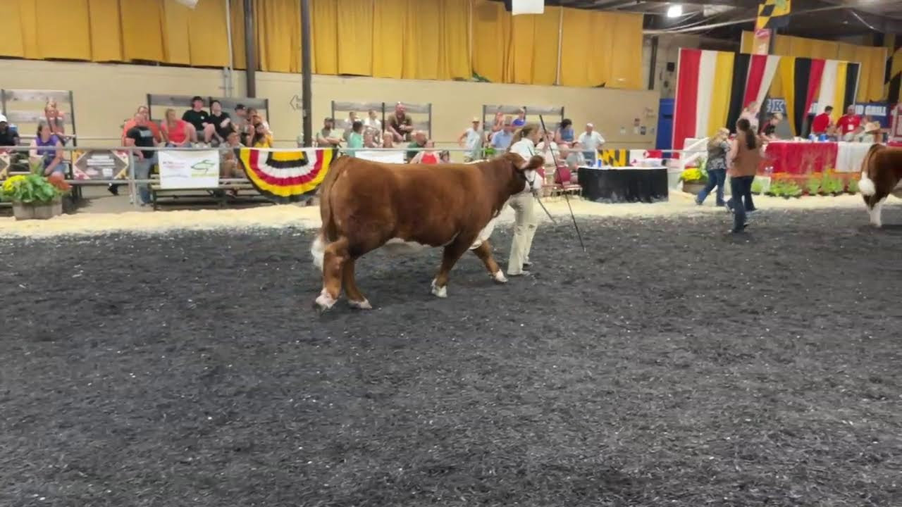 4-H/FFA Beef Steer Show - YouTube