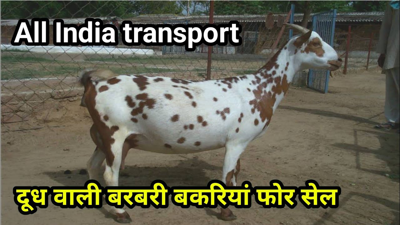 सस्ती बरबरी बकरियां फोर सेल ||barbari bakra for sale in hanumangarh# ...