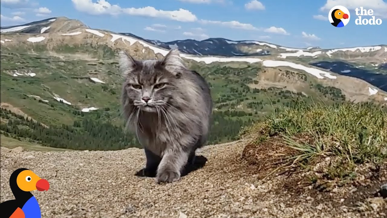 Adventure Cat Loves Swimming, Climbing Mountains With Parents | The ...
