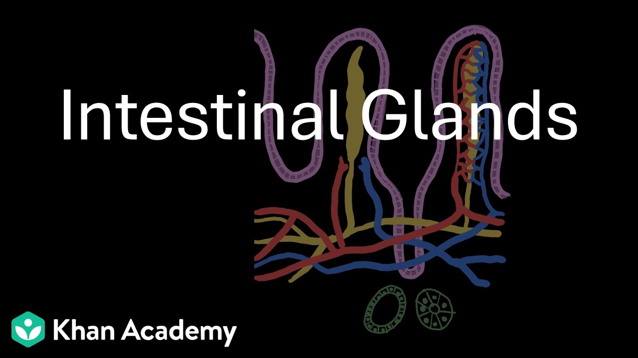 Intestinal Glands | Digestion and absorption | Class 12 | Zoology ...