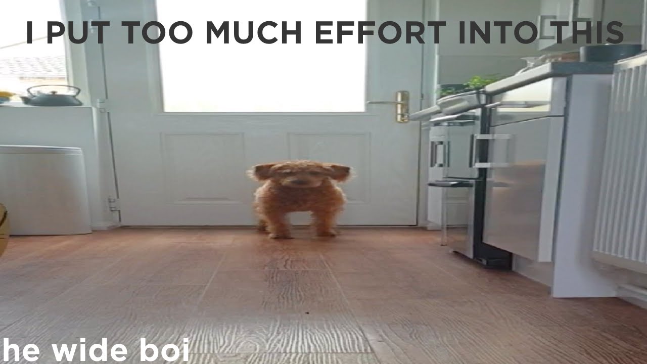 Wide doggo walking - YouTube