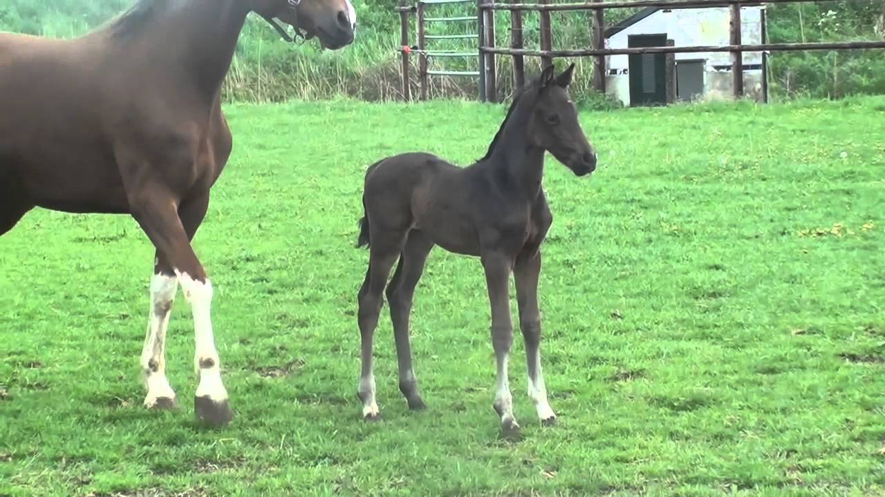 Stallion foal President's Jack Sparrow x Vivaldi x Ferro. Born: 25-4-13 ...