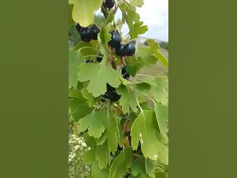 Йошта. Гибрид крыжовника и смородины. - YouTube