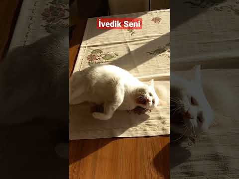 İvedik Seni #cat #luna #kedi