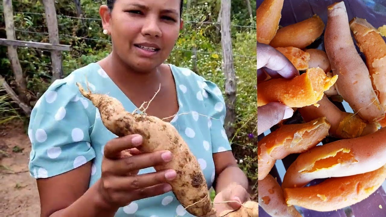 COLHENDO BATATAS JERIMUM COM @tarcisovidanoceara e ...