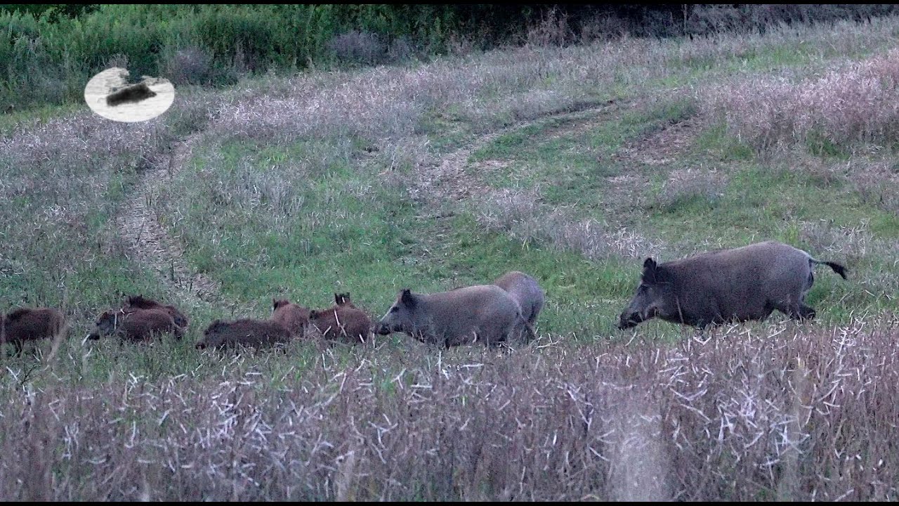 Monster Wild Boar – Biggest Ever! Roebuck hunting in July - malformed ...