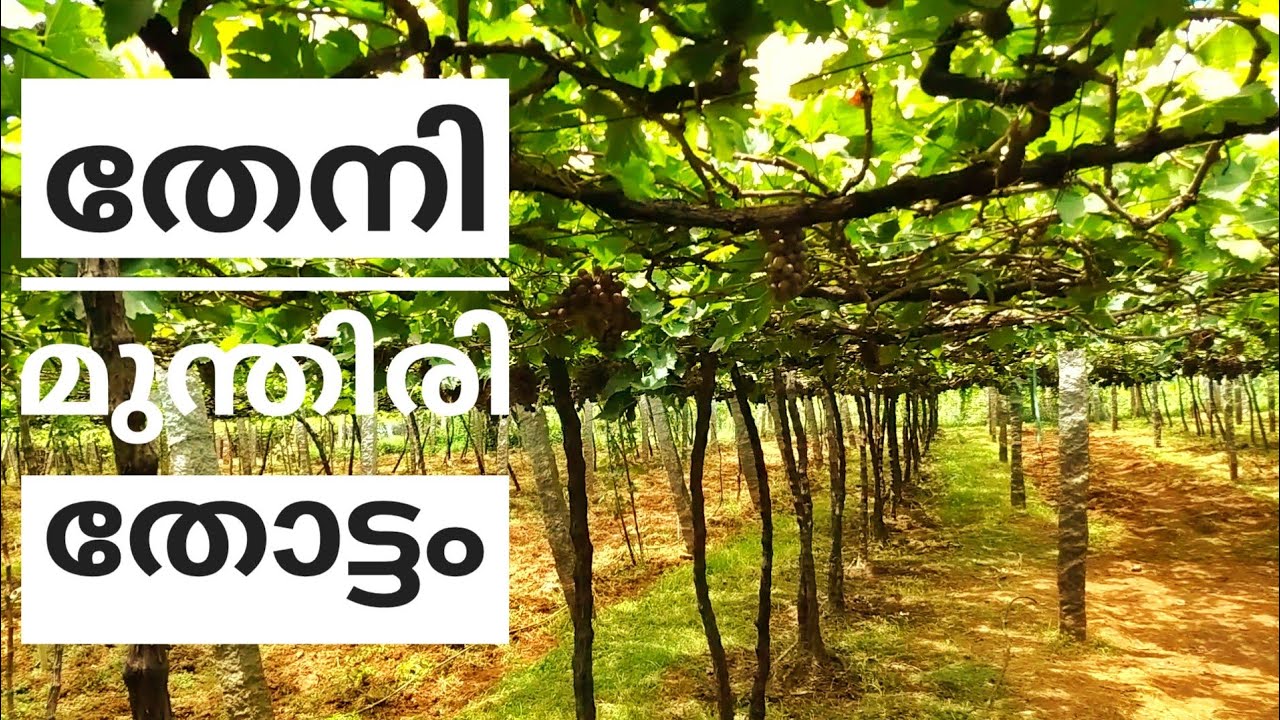 Grape farm in Theni Tamilnadu | Grape Cultivation | Tourist attractions ...