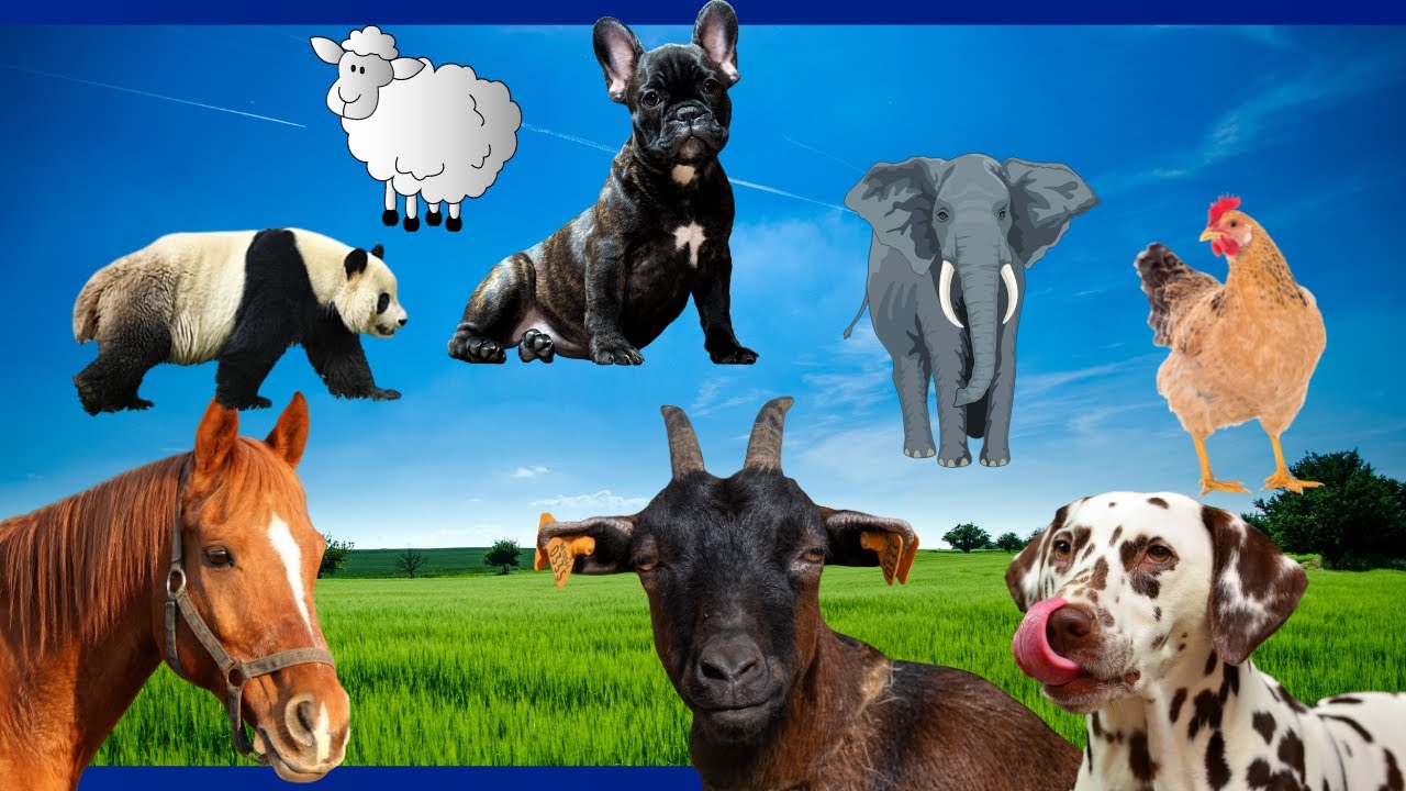 Amazing Farm Animals Sound: Chiken, Pig, Cow and Other - YouTube