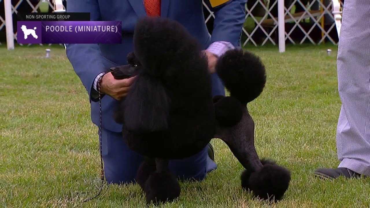Poodles (Miniature) | Breed Judging 2021 - YouTube