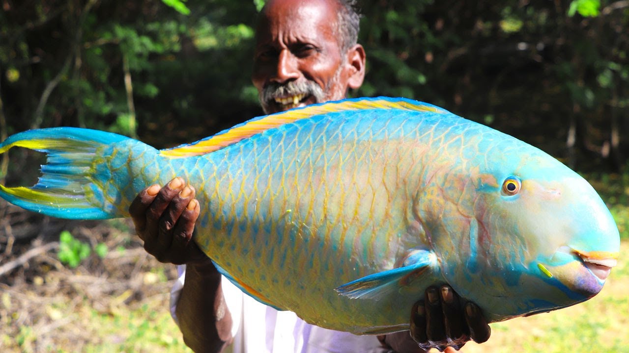 BIG PARROT FISH TANDOORI COLOR KILI FISH RECIBE Primitive big-parrot-fish-tandoori-color-kili-fish-recibe-primitive