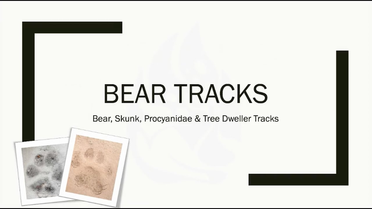 Learn How to Track Bears! - YouTube