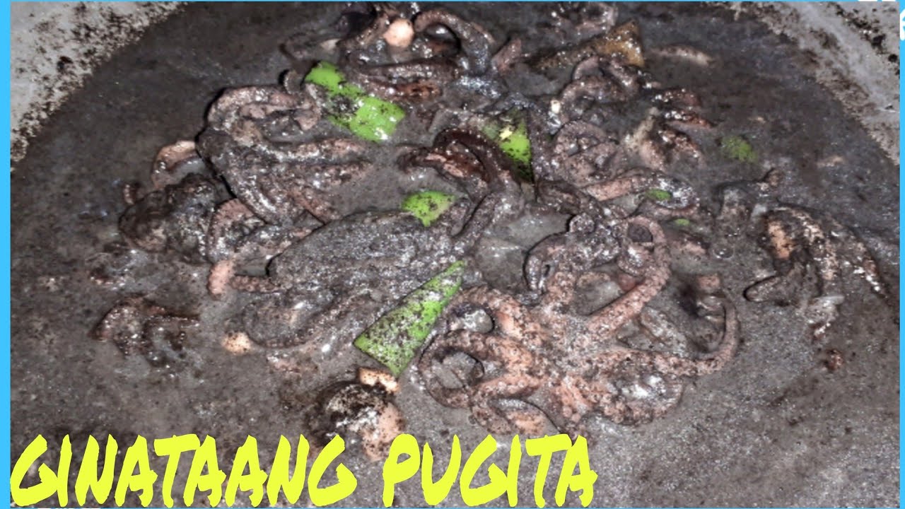 HOW TO COOK PUGITA(baby octopus) WITH COCONUT MILK - YouTube