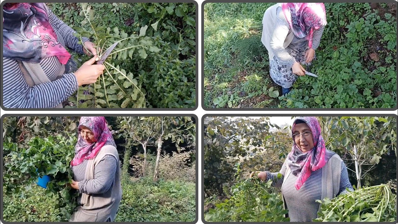 Doğadan Doğal Turşuluk Yabani Turp Otu Topluyoruz - YouTube