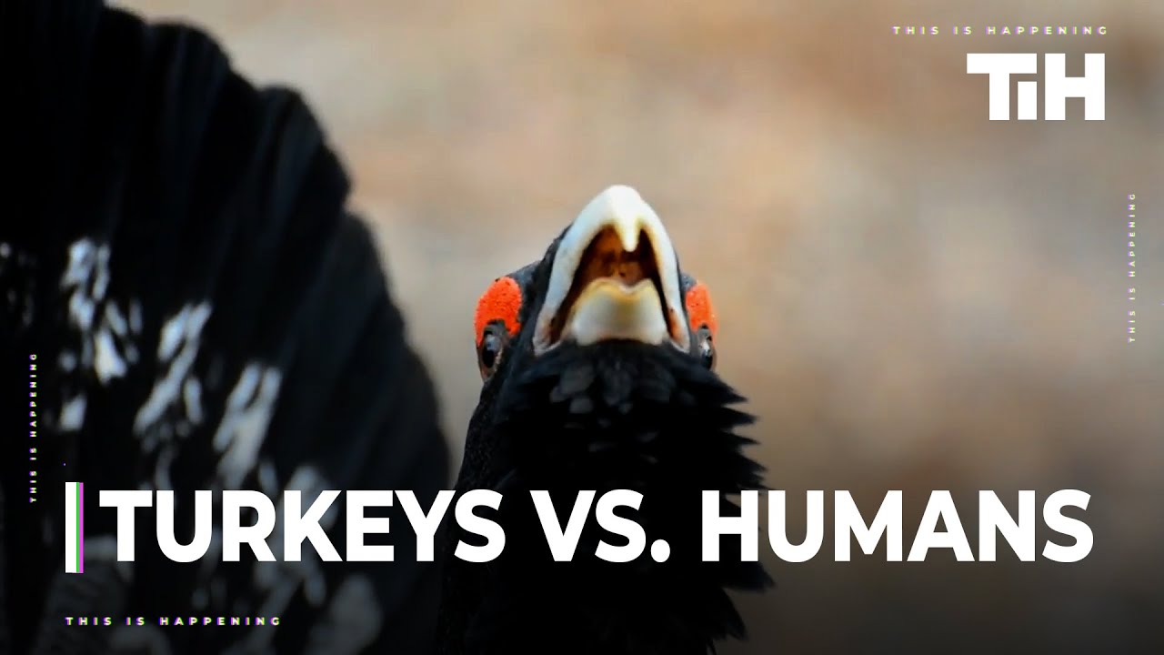 Turkeys vs. Humans - YouTube