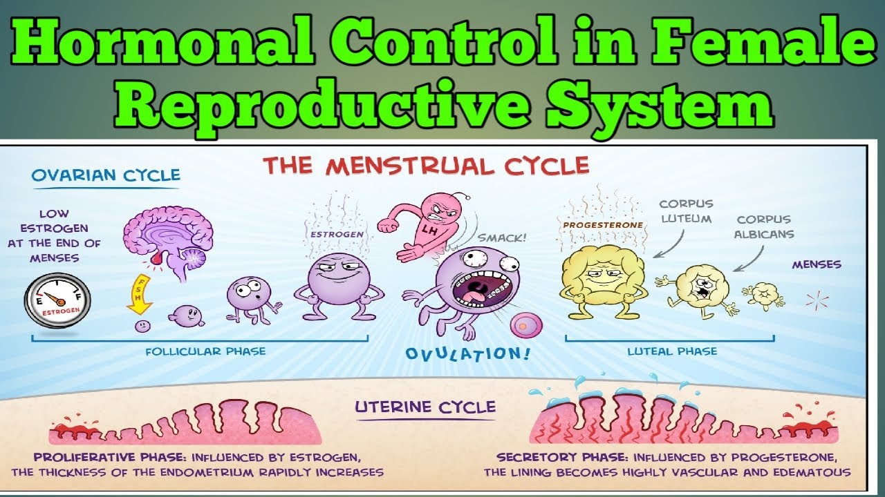 Hormonal Control | Endocrinology of Female Reproductive System ...