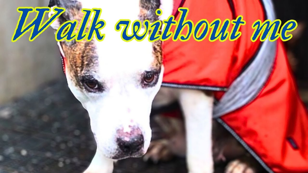 I will poop at home /AMERICAN STAFFORDSHIRE TERRIER - YouTube