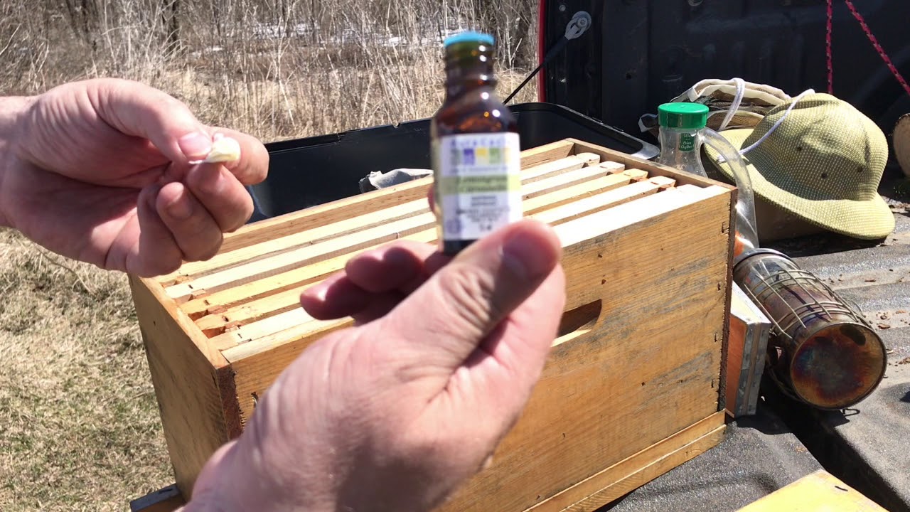 Beekeeping Swarm Box Finally Up In Spring - YouTube