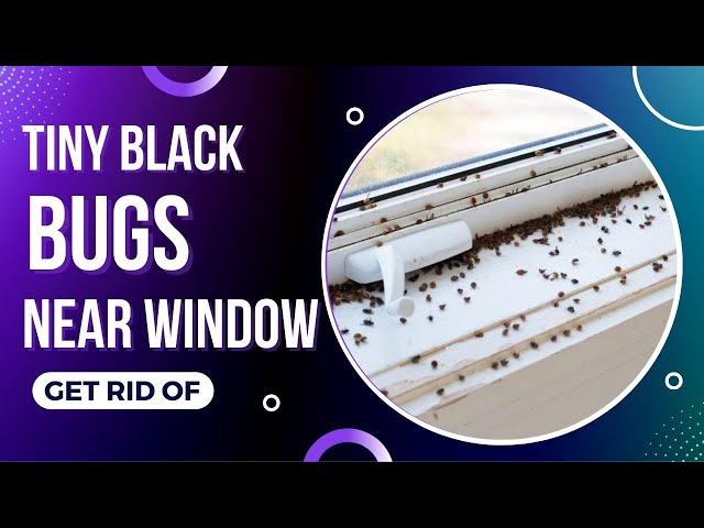 What Are The Tiny Black Bugs On My Windows - Infoupdate.org