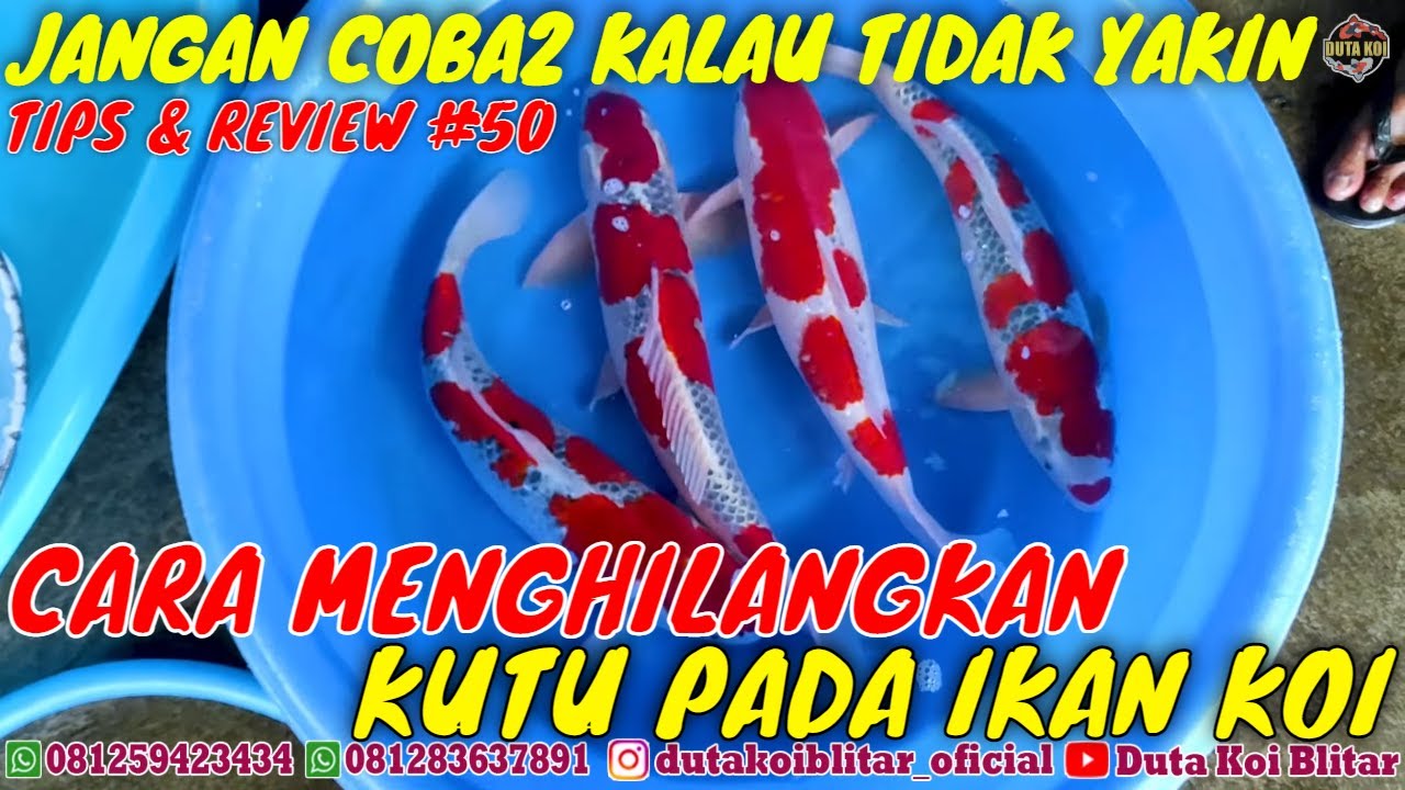 CARA MENGHILANGKAN KUTU PADA IKAN KOI HANYA UNTUK YANG TAHU - YouTube
