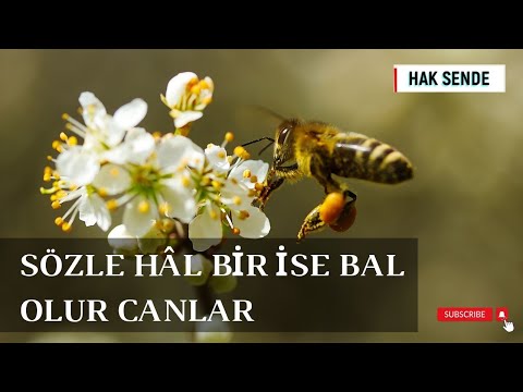 Sözle Hâl Bir İse Bal Olur Canlar