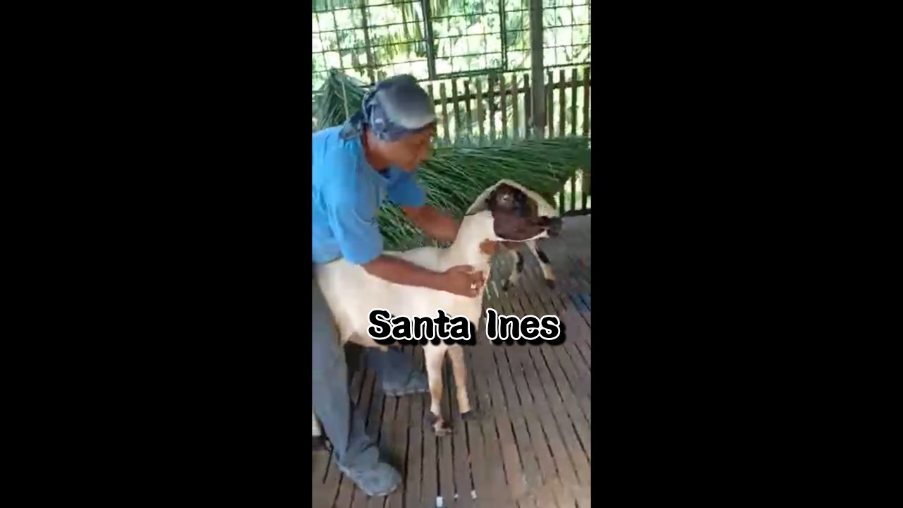Kambing Santa Ines - Pertukaran Kambing Jantan (Baka Baharu) - Dunia ...