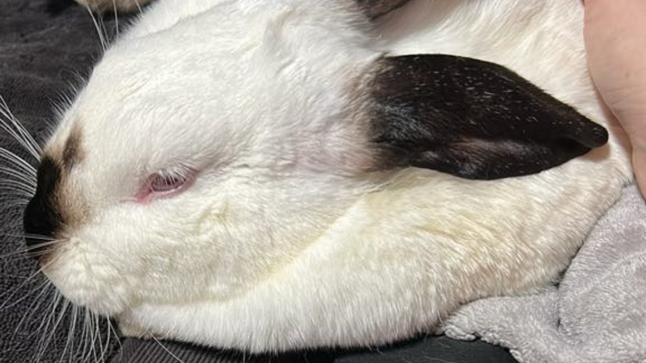 A Rabbit's Love by An Advocate For Liberty - YouTube