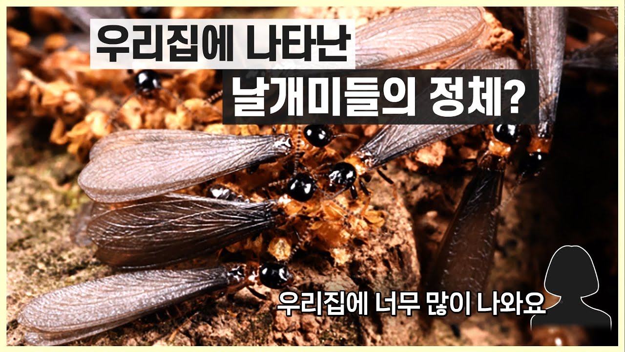 집에 나오는 날개미 정체는 이게 바로 흰개미라고 Youtube