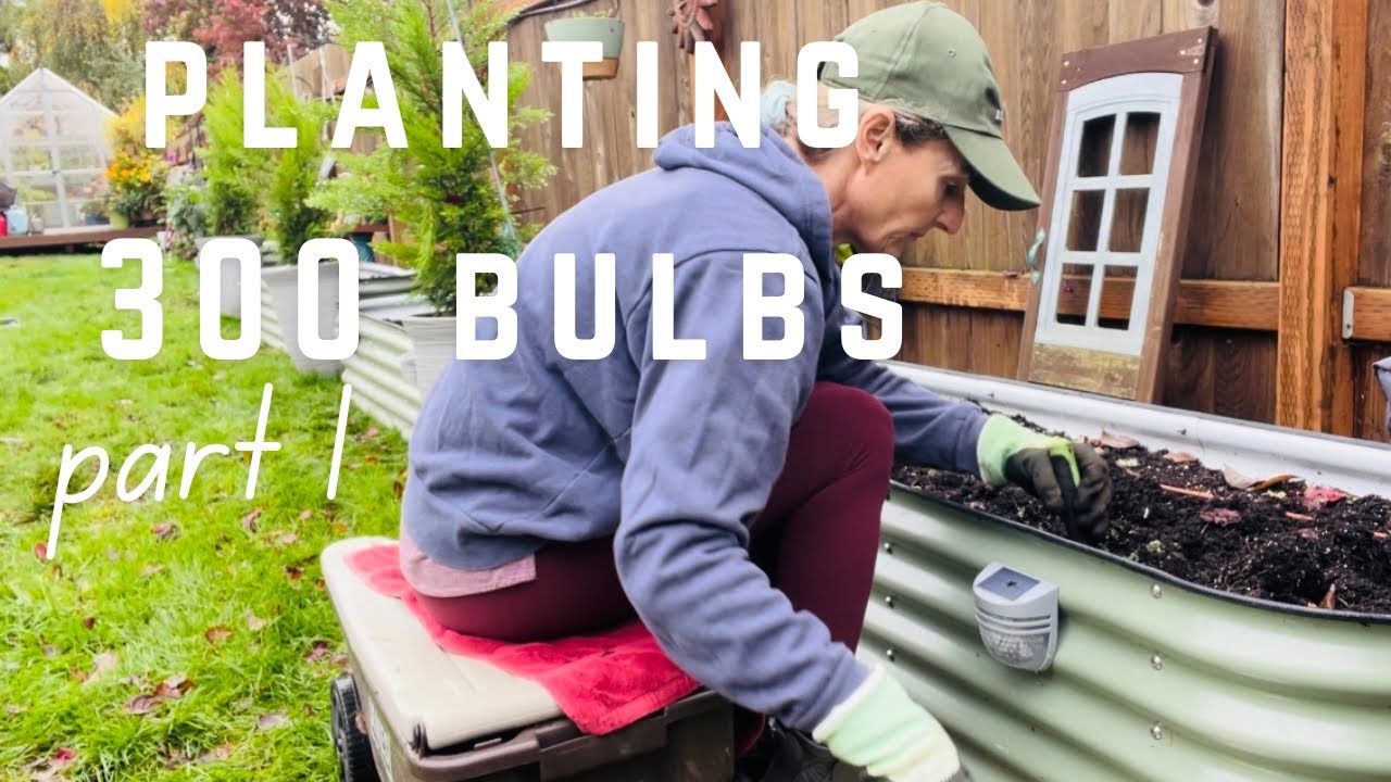 Planting 300 tulip and daffodil bulbs 🌷 part 1 - YouTube