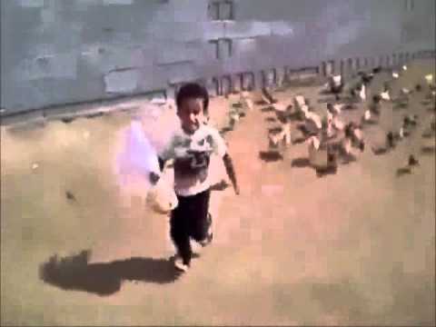 TERROR CHICKEN: Young Boy runs for his Life from Maniacal Mob of ...