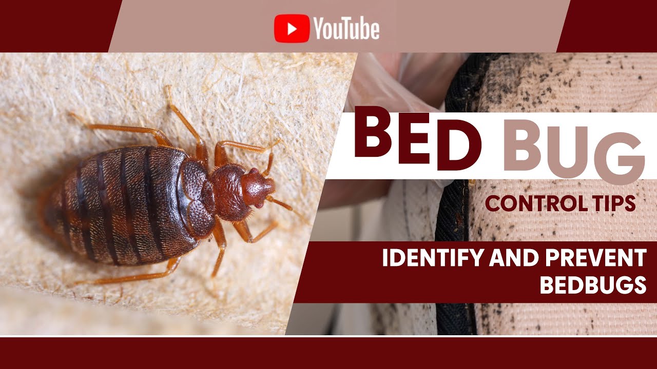 How to Identify and Prevent Bed Bugs | Expert Tips from Beaver Pest ...