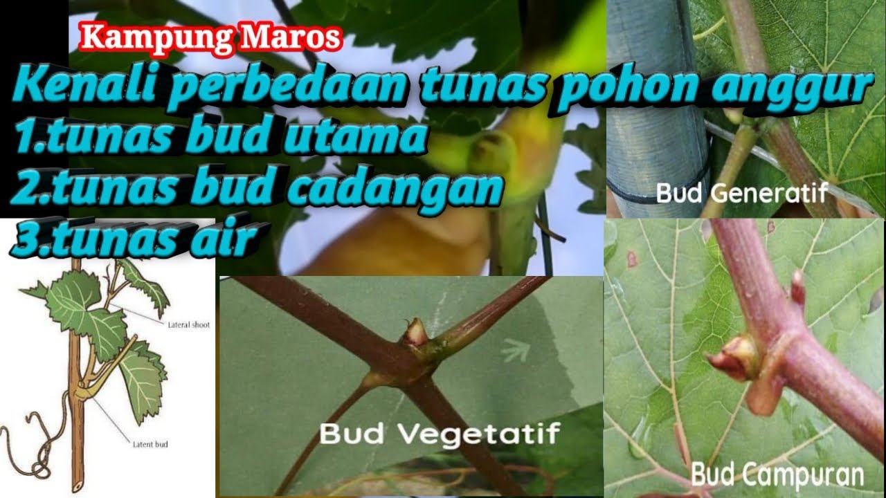 Perbedaan Tunas Bud Dan Tunas Air Pohon Anggur Youtube
