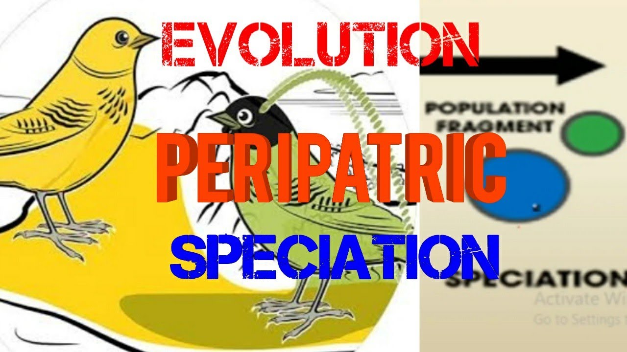 Evolution - Peripatric Speciation - YouTube
