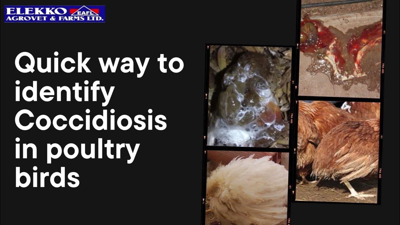 HOW TO QUICKLY WAY TO IDENTIFY COCCIDIOSIS IN BIRDS. - YouTube