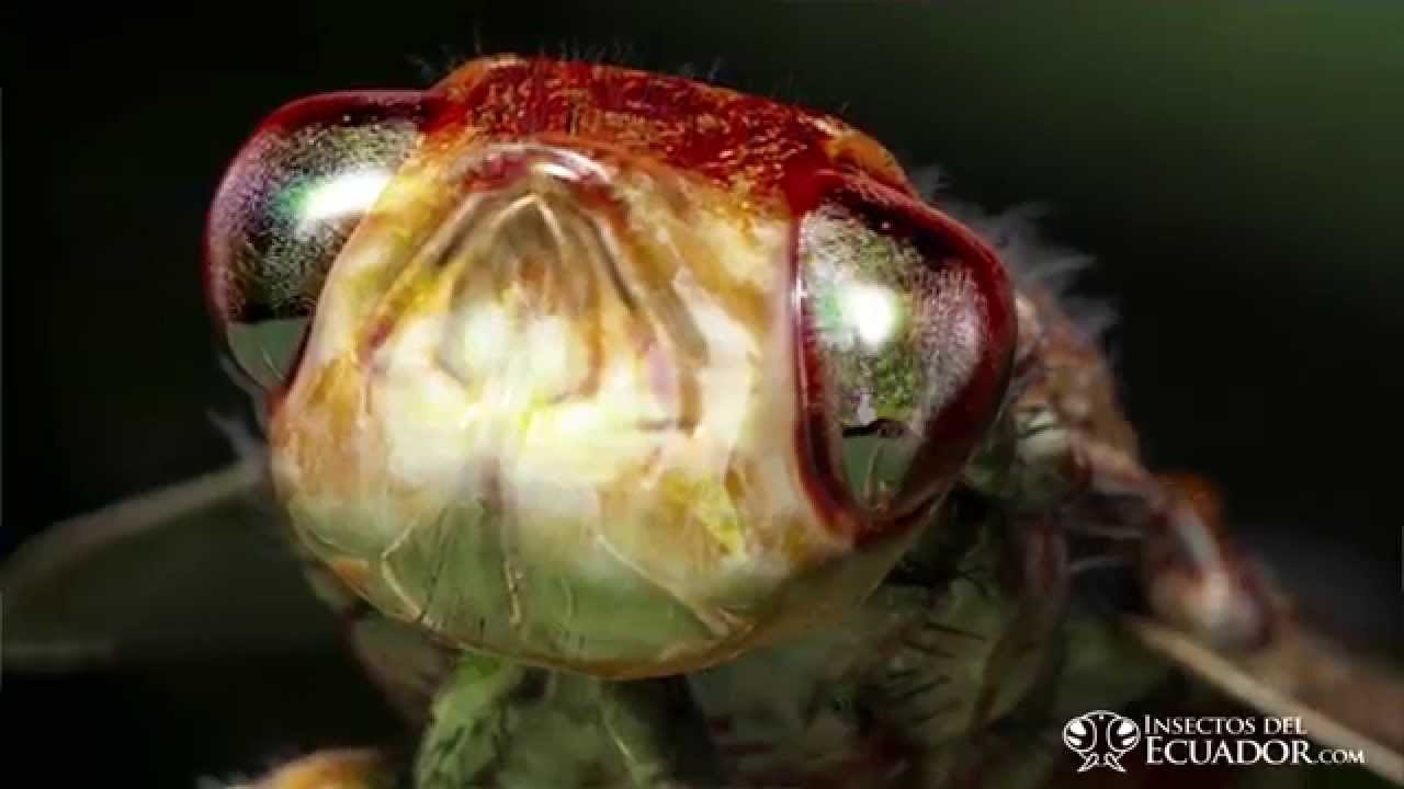 Insectos del Ecuador (Tábanos) HD - 2015 - YouTube
