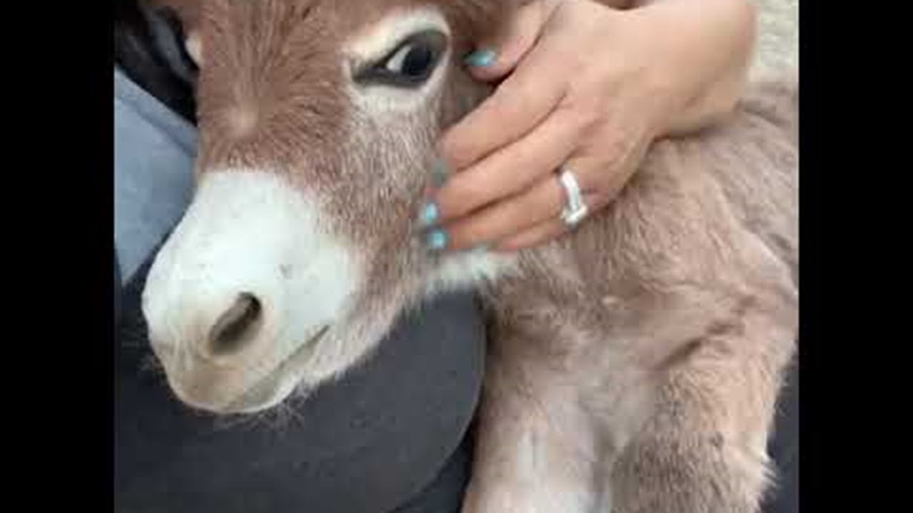 Adorable Donkey Loves Cuddles || ViralHog - YouTube