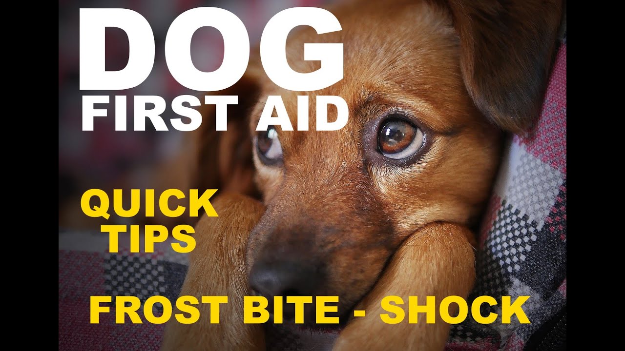 Dog First Aid Quick tips hypothermia and shock - YouTube
