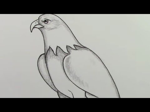 How to Draw a Eagle Drawing Tutorial for beginners - YouTube