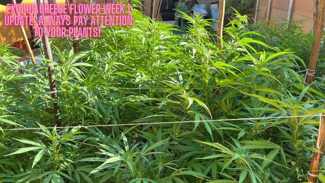 Exodus Cheese Strain: Outdoor Grow Season,Flower week 1 updates in 4K ...