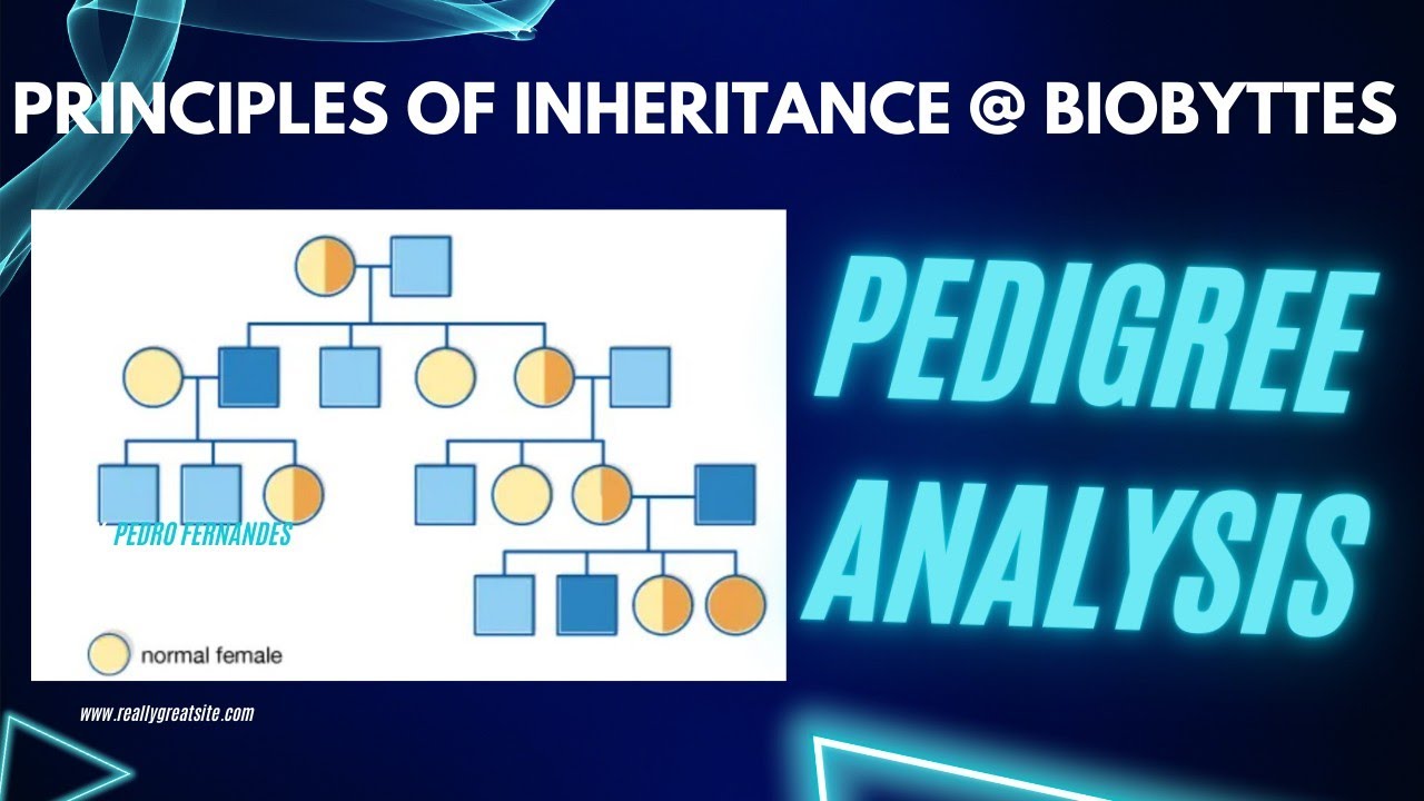 pedigree analysis#principles of inheritance and variations#biology#isc# ...