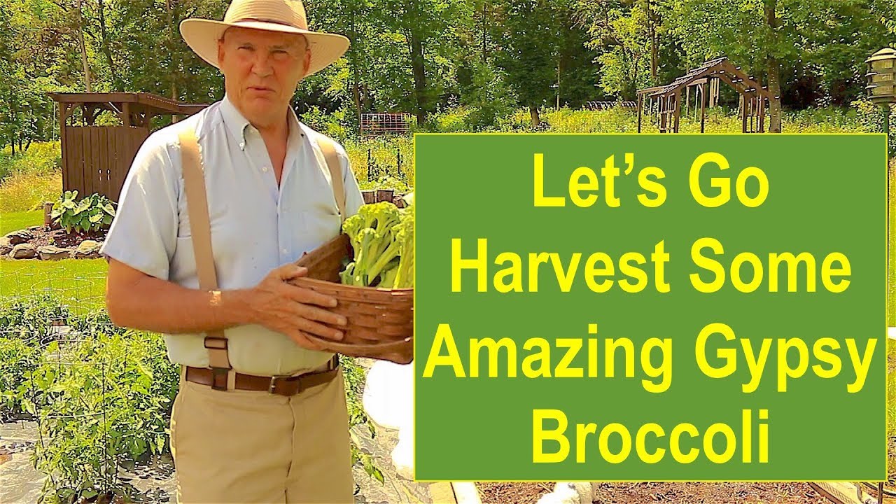 Let's Go Harvest Some Amazing Gypsy Broccoli! - YouTube