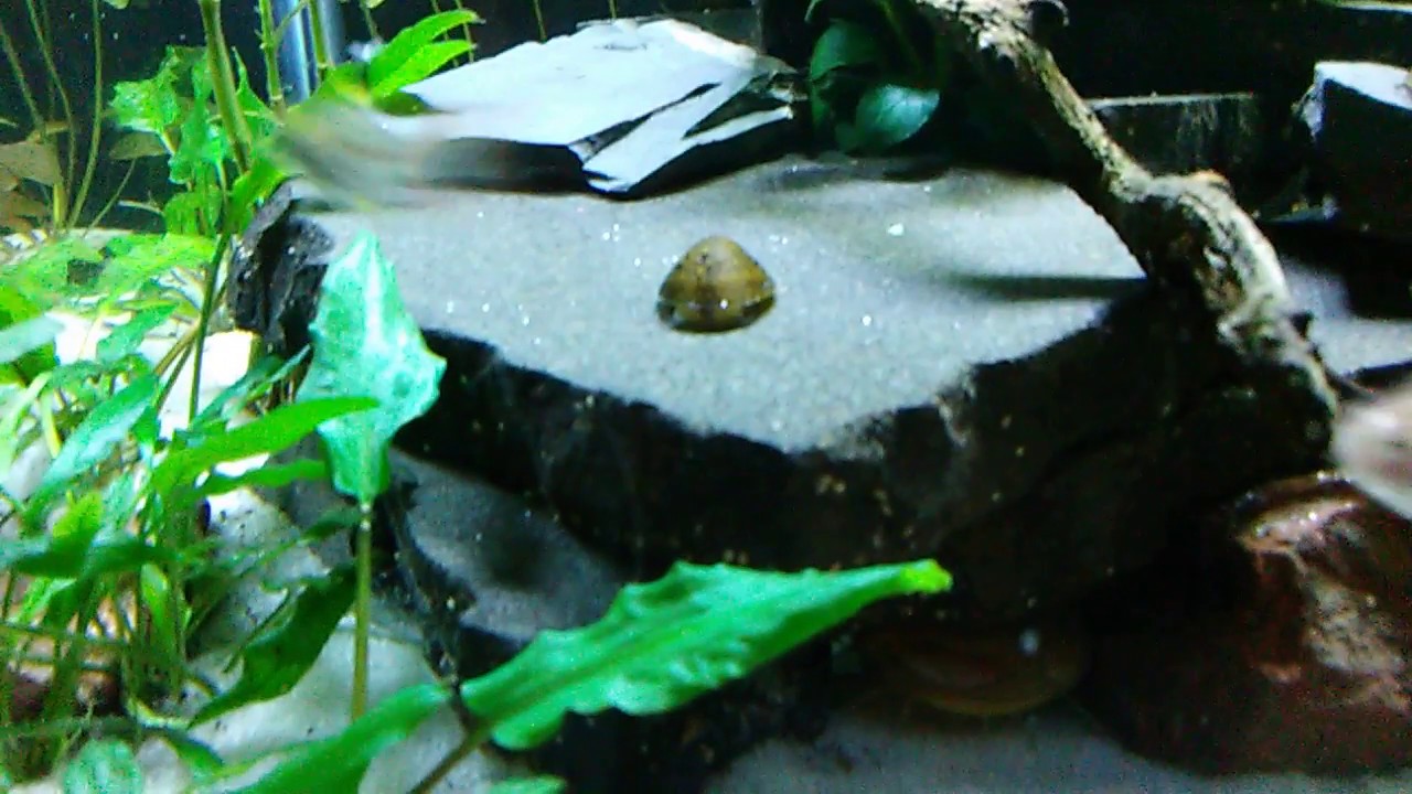 Marbled Limpet Nerite Snails - YouTube