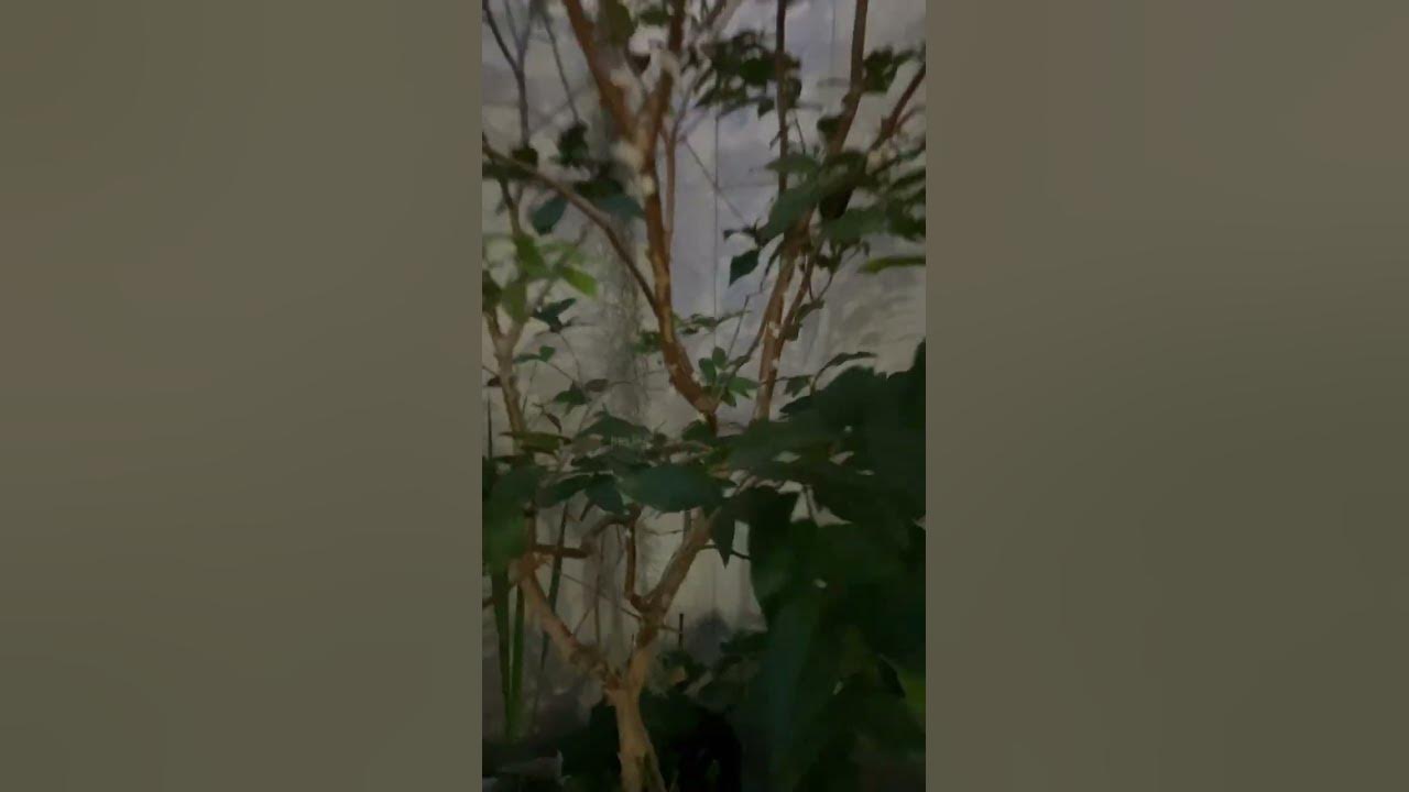 Pé de jabuticaba - YouTube