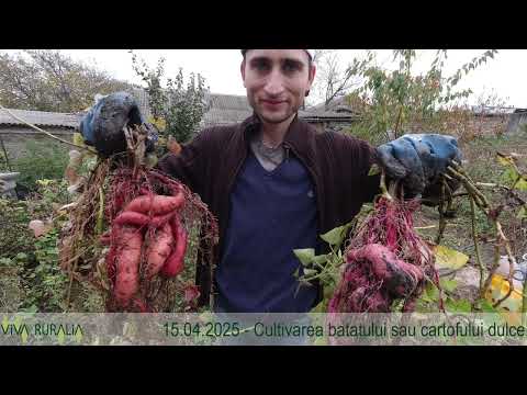 Cultivarea de batat #sweetpotato